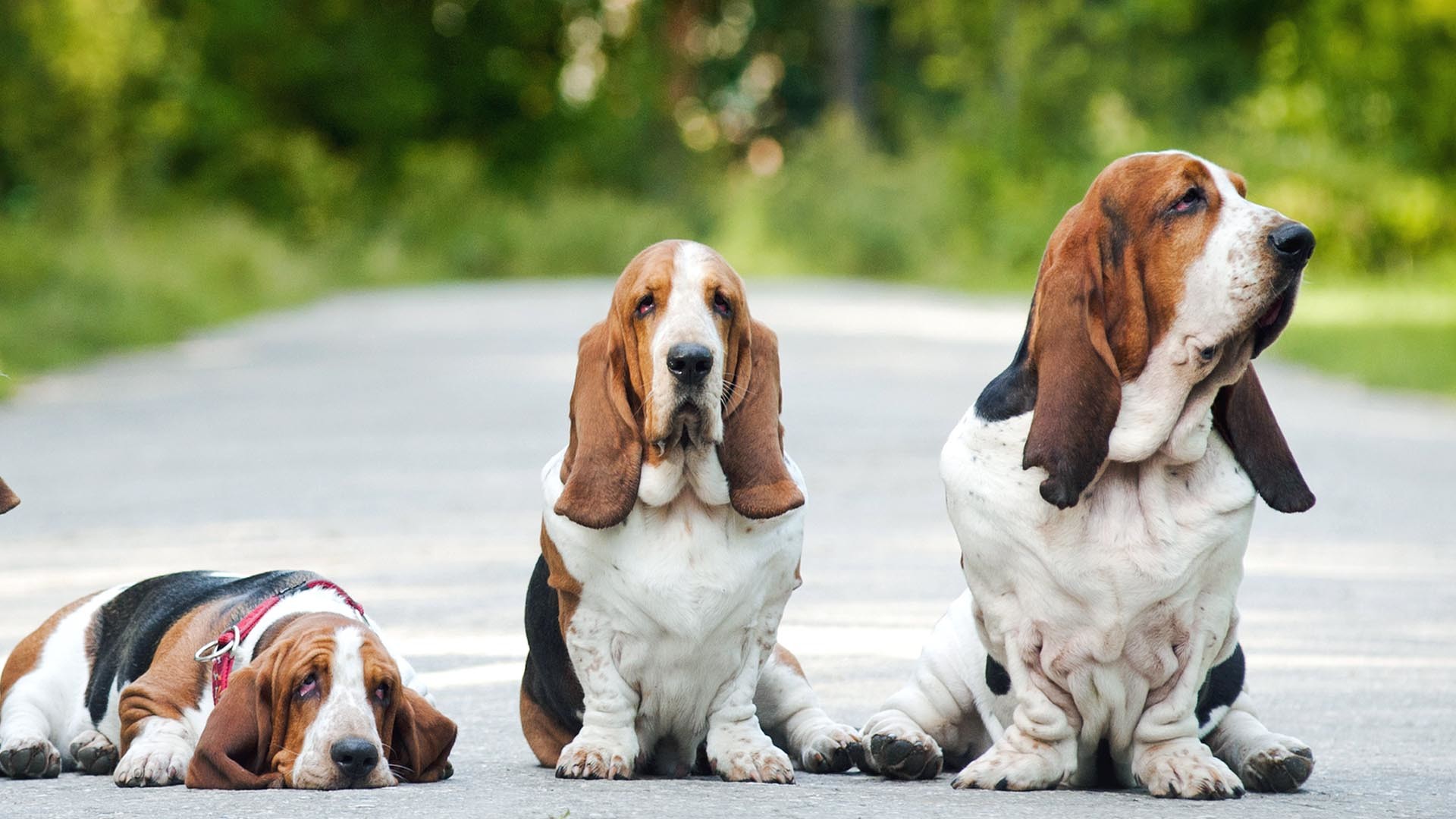 la carta da parati del segugio,cane,basset hound,segugio di artois ...