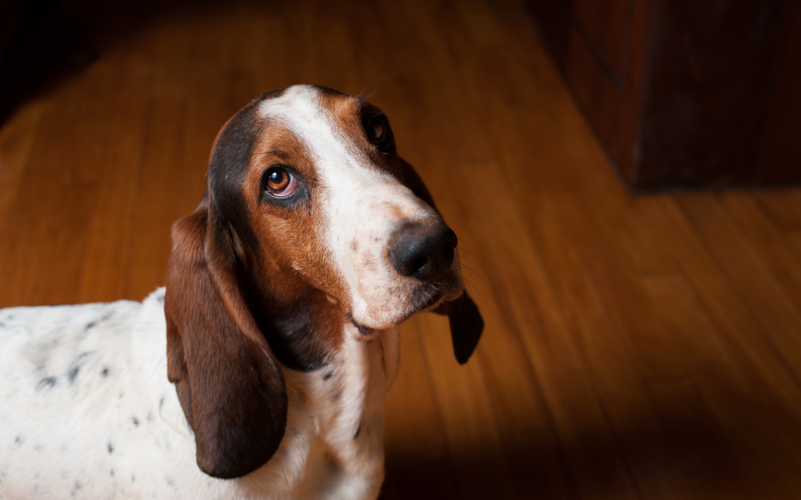 the hound wallpaper,dog,mammal,vertebrate,canidae,dog breed (#221053 ...