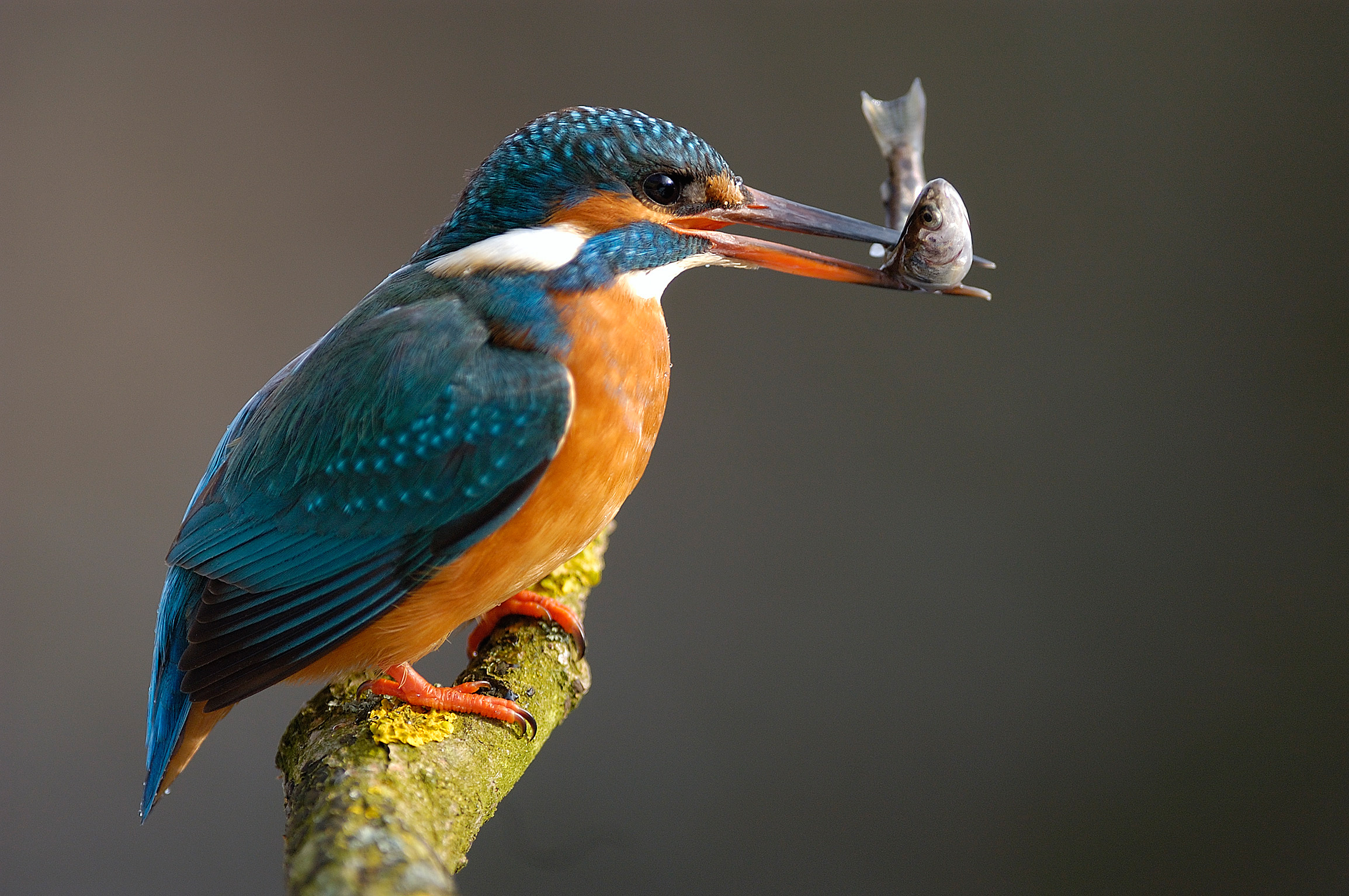 Kingfisher Bird With Fish- WallpaperUse