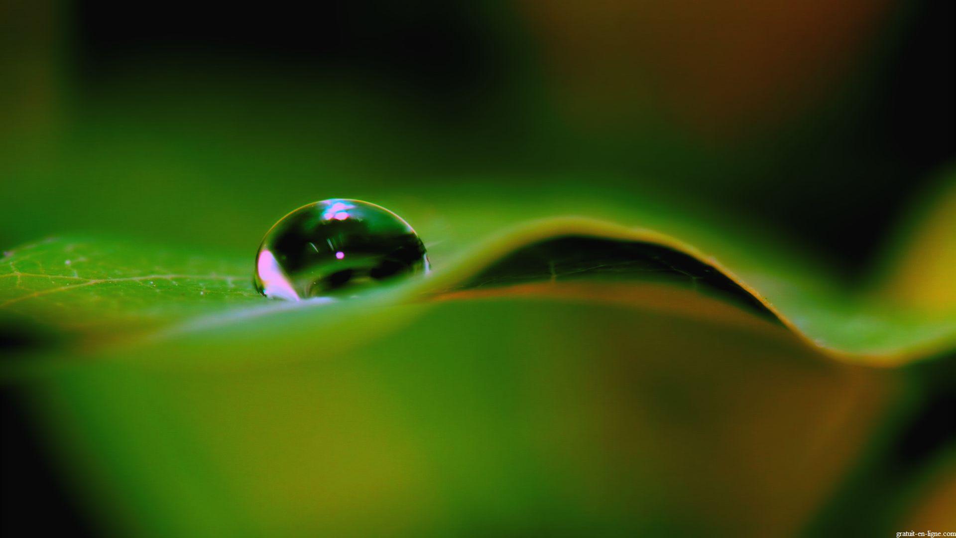 tapete hd gratuit,fallen,grün,tau,wasser,makrofotografie (#231956 ...