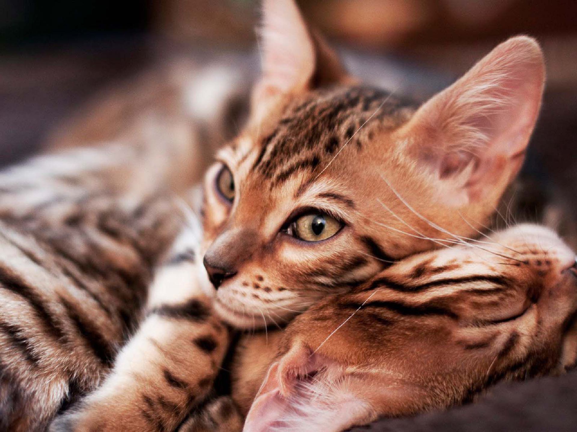 Bengal Cat- WallpaperUse