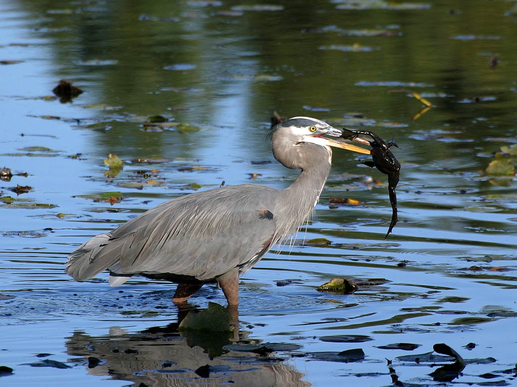 heron wallpaper,bird,vertebrate,beak,heron,great blue heron (#239732 ...