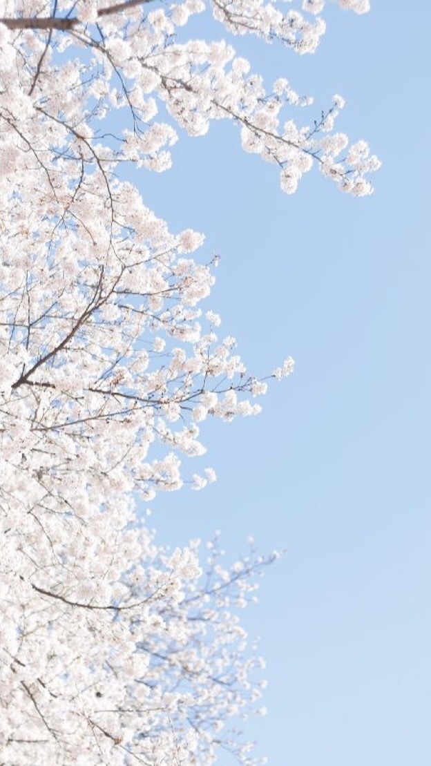 pp wallpaper,blossom,flower,branch,tree,plant (#240195) - WallpaperUse