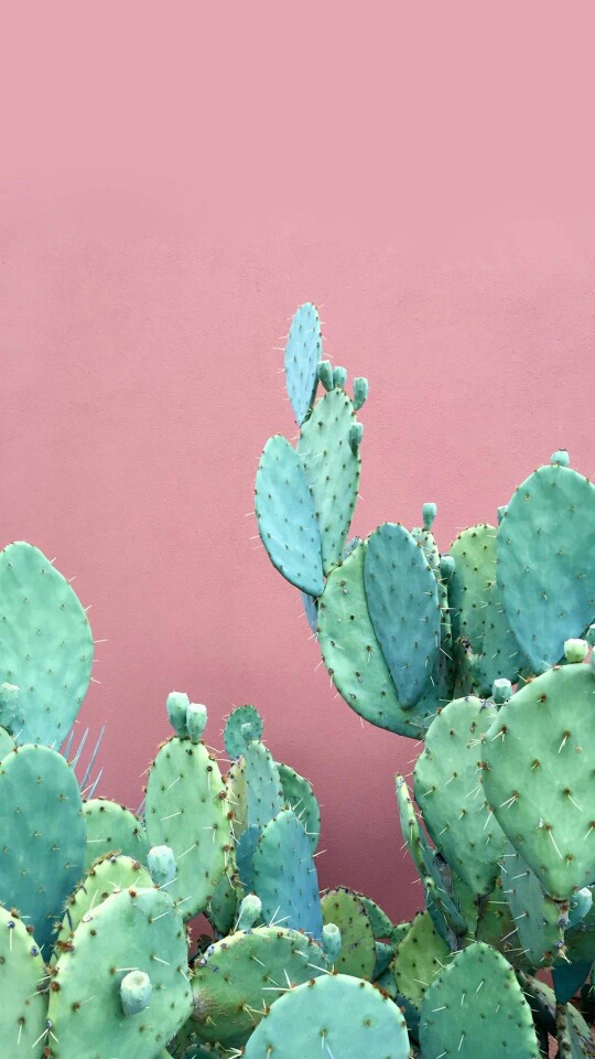 melhores fondos de pantalla para android,cactus,higo de berbería,flor ...