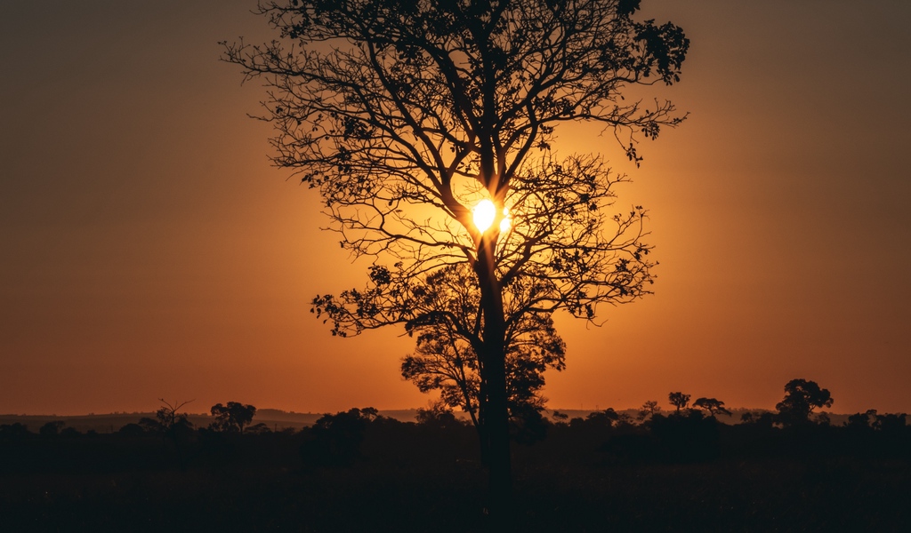 1024x600 hd wallpaper,sky,tree,nature,natural landscape,sunrise ...