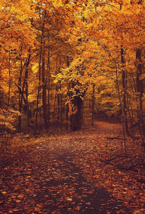autumn wallpaper tumblr,tree,natural landscape,nature,deciduous,forest ...