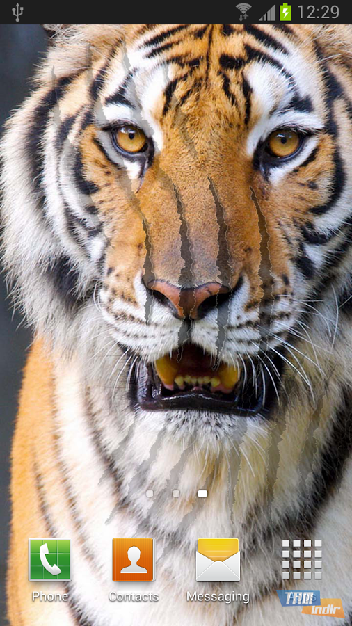 kaplan wallpaper,tiger,vertebrate,bengal tiger,mammal,siberian tiger ...