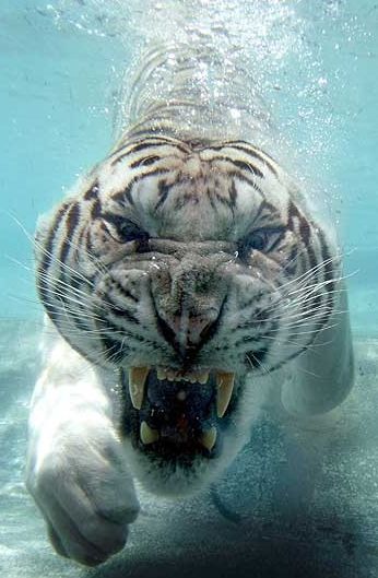 kaplan wallpaper,bengal tiger,tiger,felidae,wildlife,siberian tiger ...