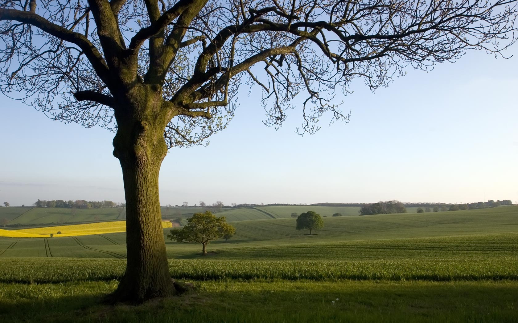 Oak Tree In The English Countryside Tree Background - Trees In The ...