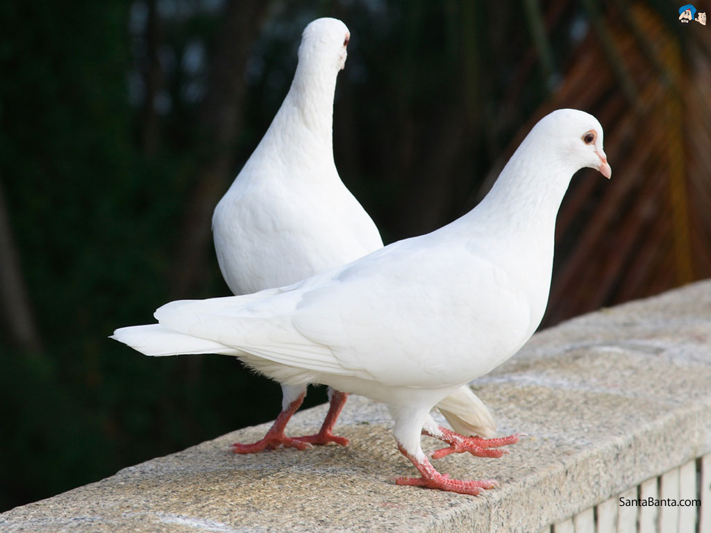 Birds - Merpati Putih- WallpaperUse