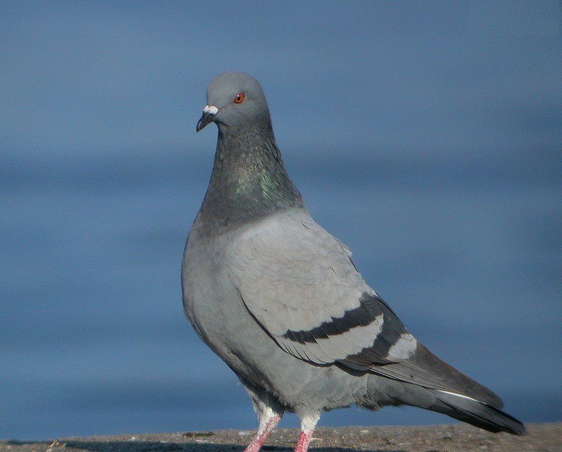 carta da parati kabutar,uccello,colomba,piccioni e colombe,piccione ...