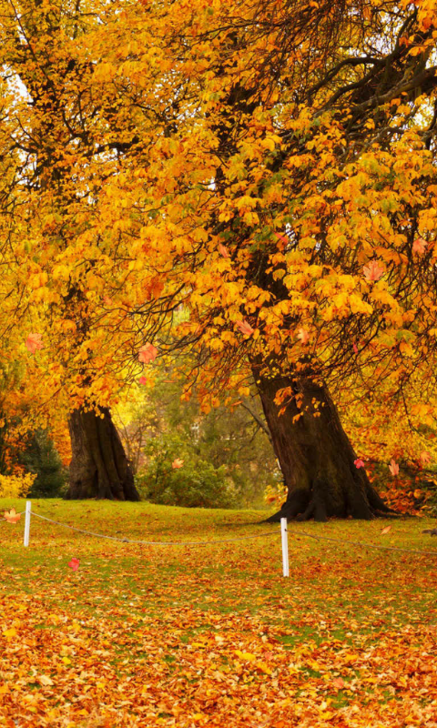 Autumn Wallpaper Portrait- WallpaperUse