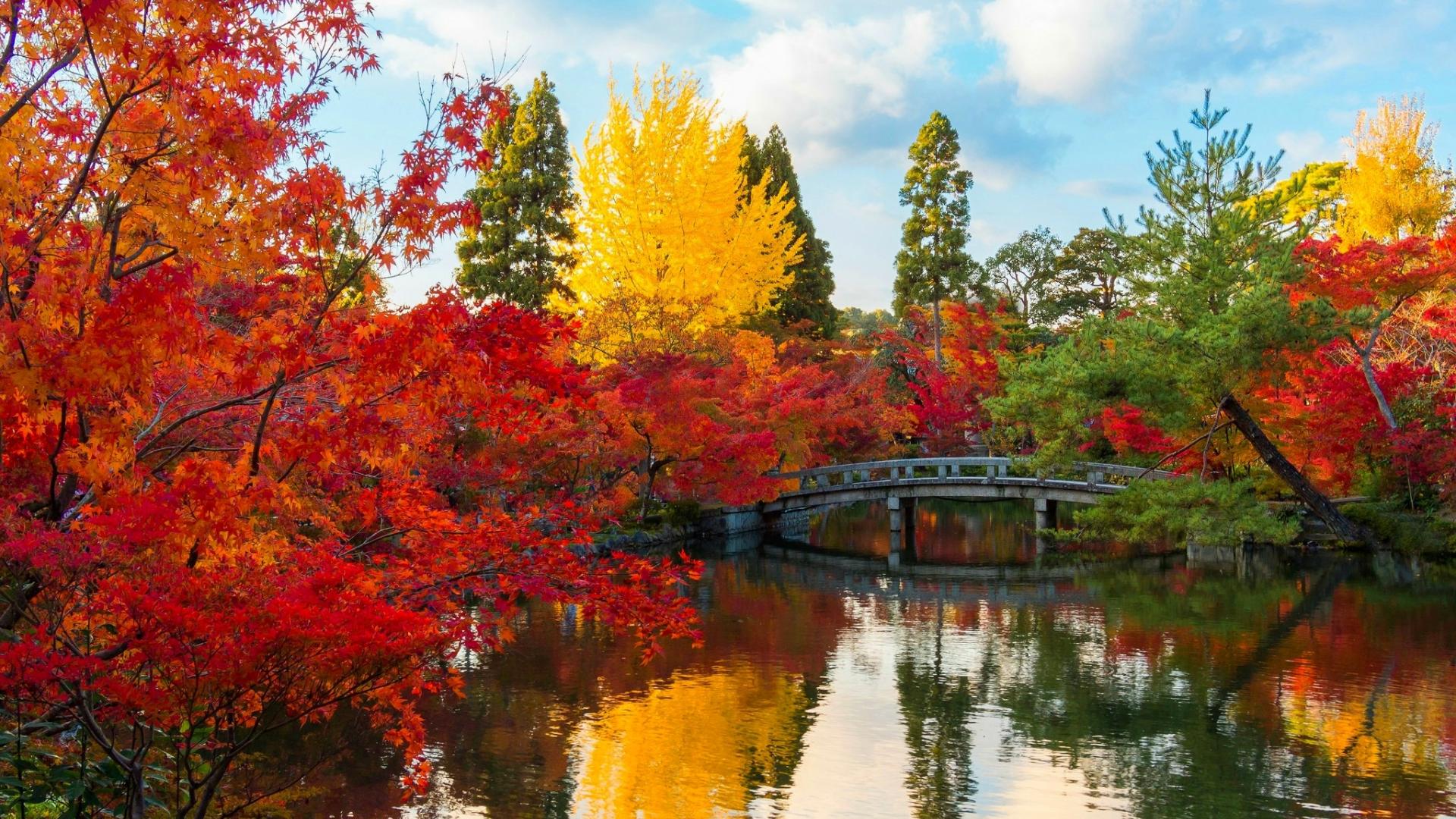 fall colors wallpaper,natural landscape,nature,reflection,tree,leaf ...
