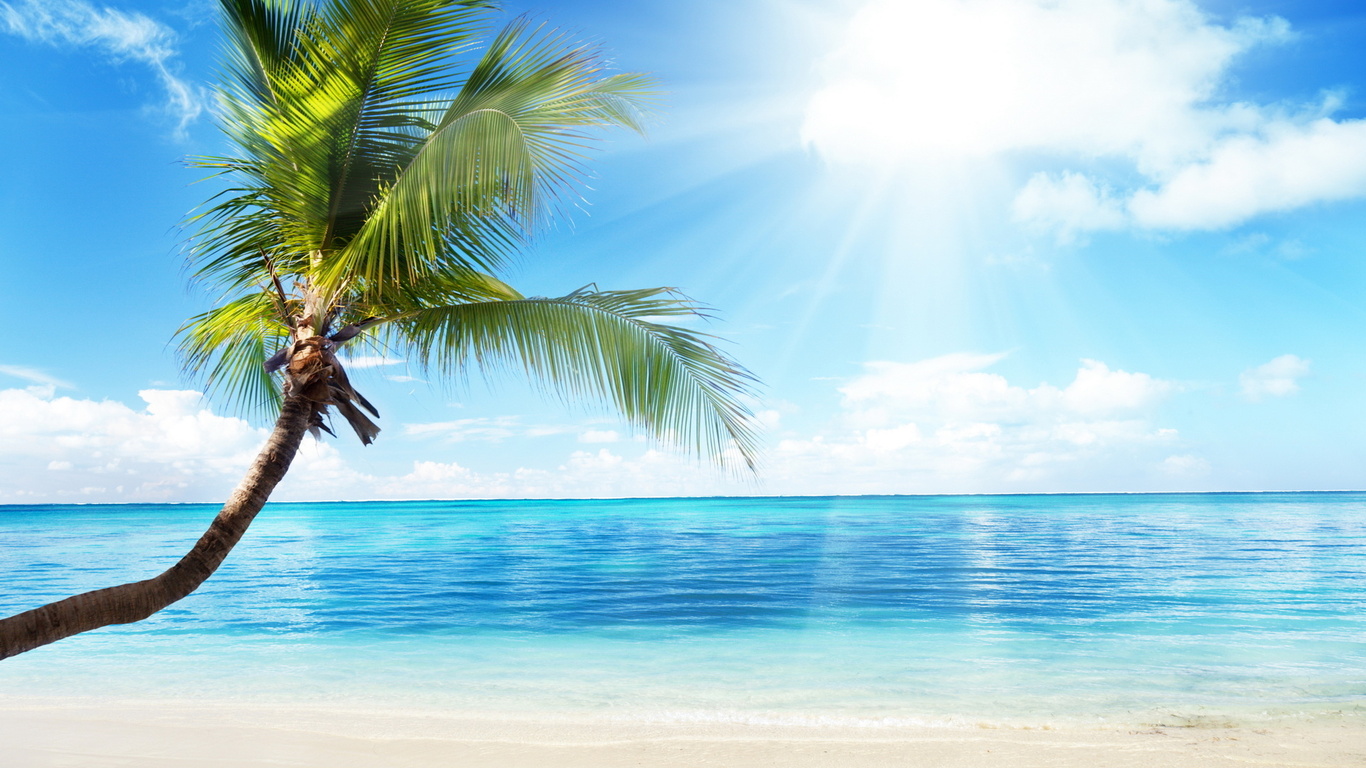 wallpaper url,sky,nature,tropics,tree,palm tree (#265472) - WallpaperUse