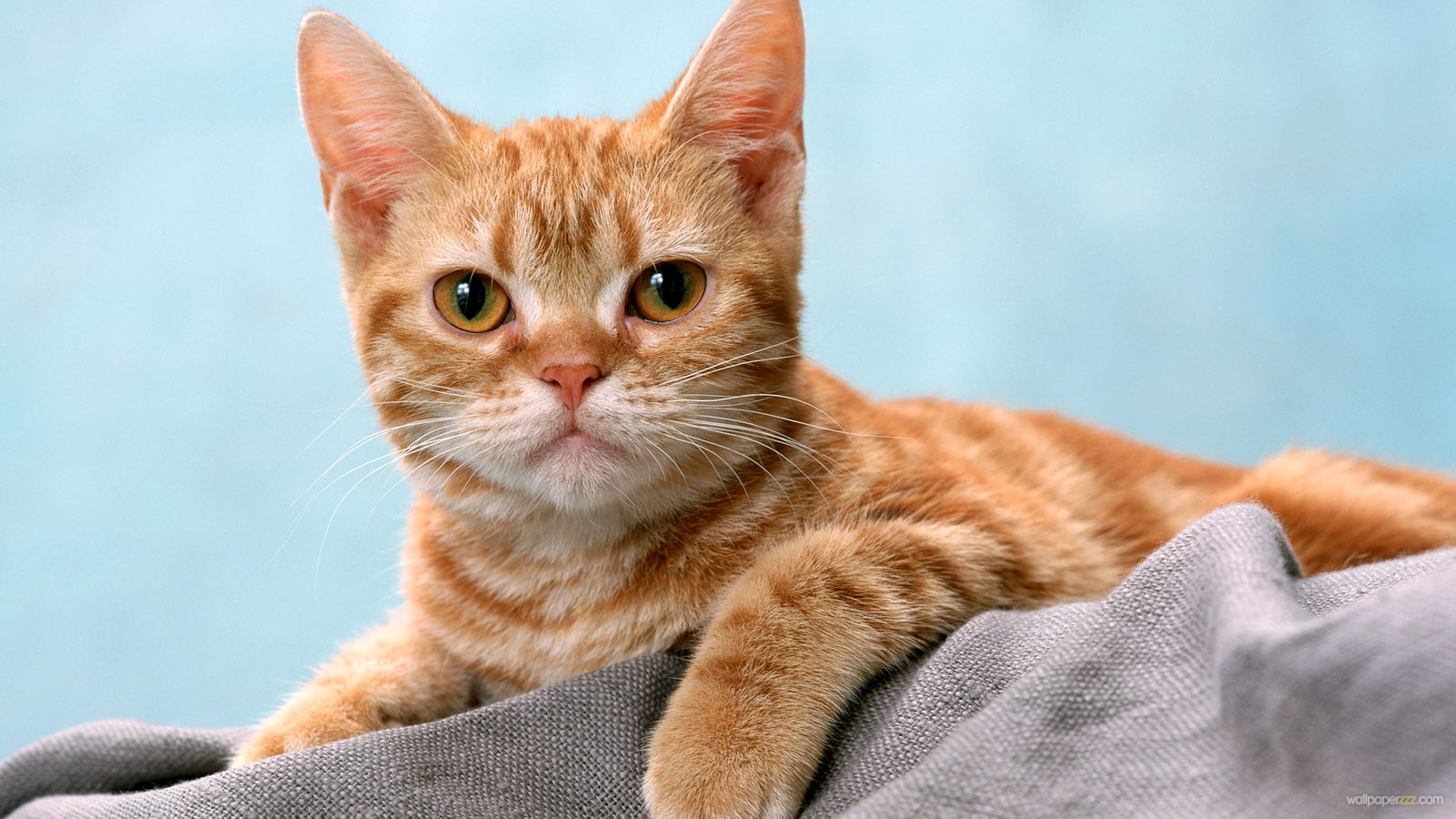Url Sweet Kitten Download - Transparent Background Cats Png- WallpaperUse