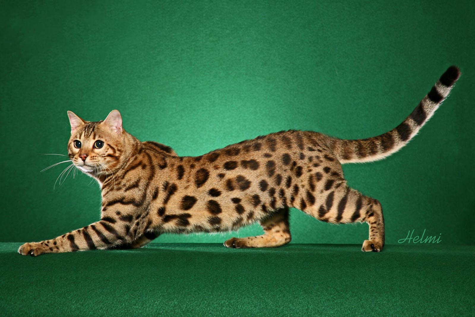 Bengal Cat- WallpaperUse