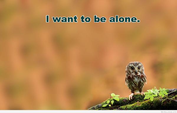 Alone Live Wallpaper - Baby Owl Wallpaper 4k- WallpaperUse