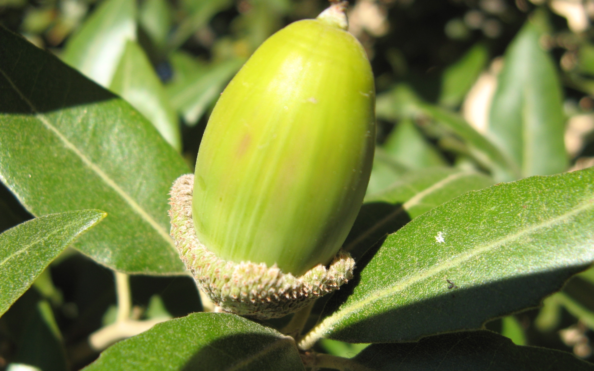 acorn wallpaper,plant,flower,leaf,flowering plant,bud (#271062 ...
