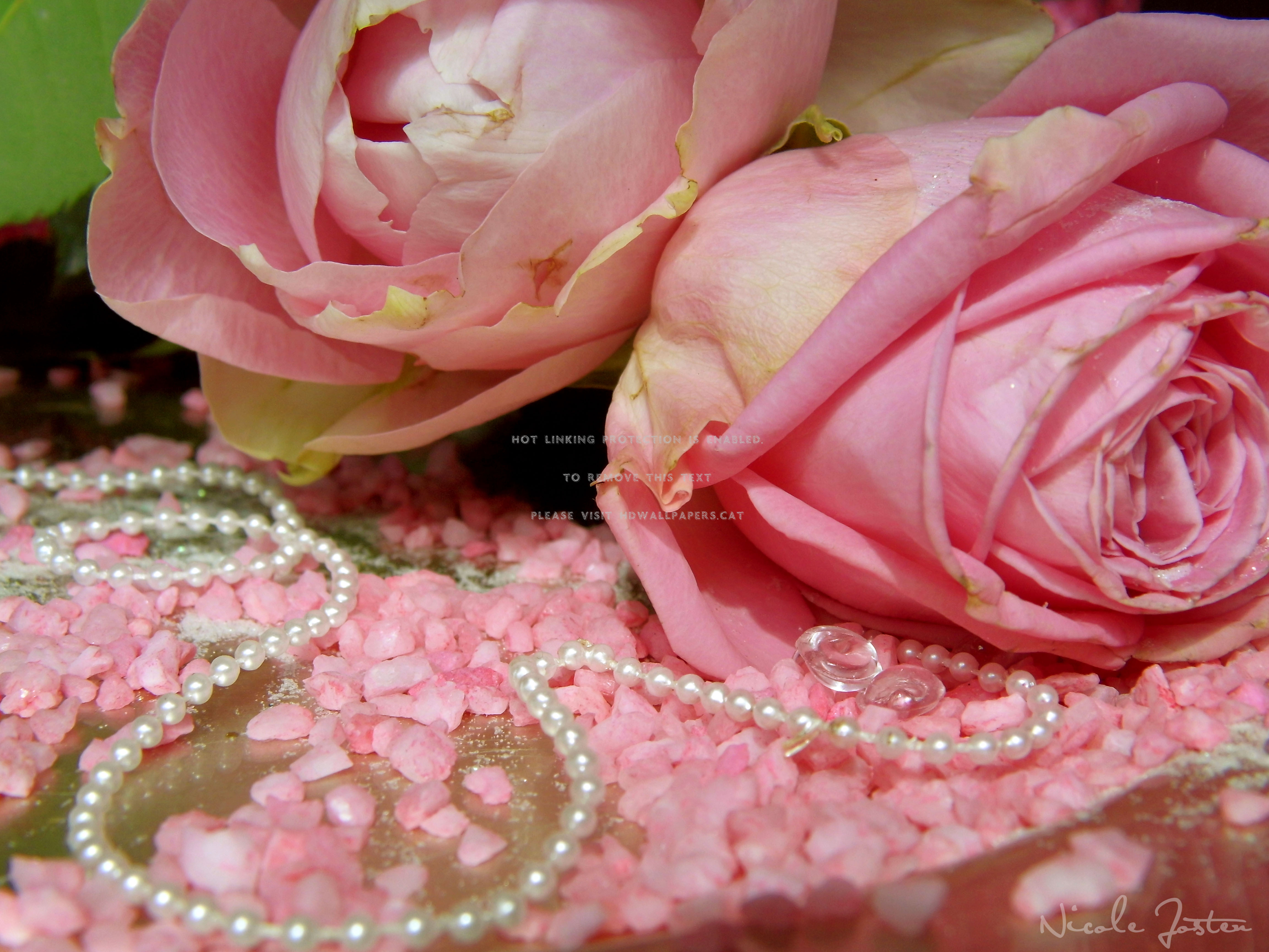 pearl wallpaper hd,garden roses,pink,flower,rose,petal (#272829 ...
