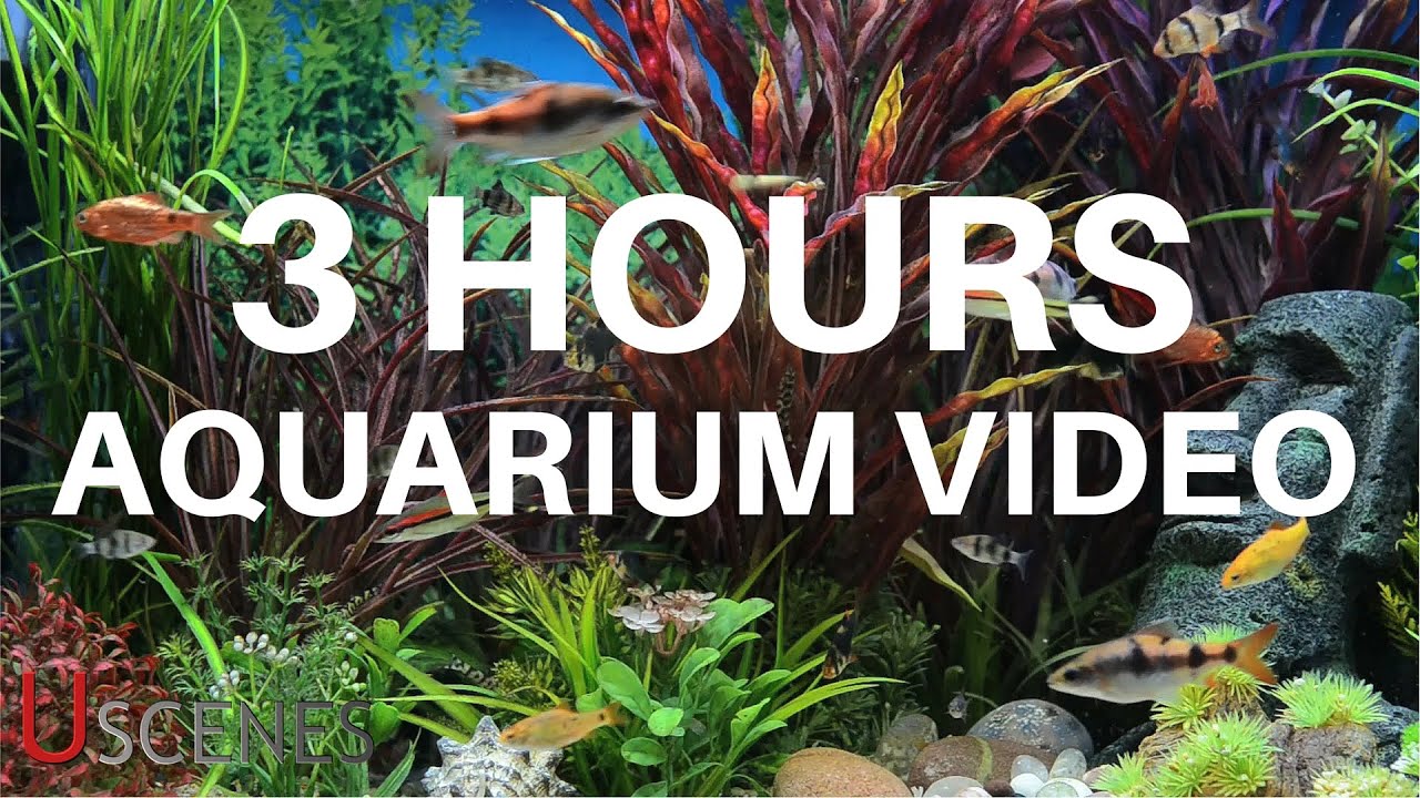 Zoom Background Video Aquarium Zoom Background