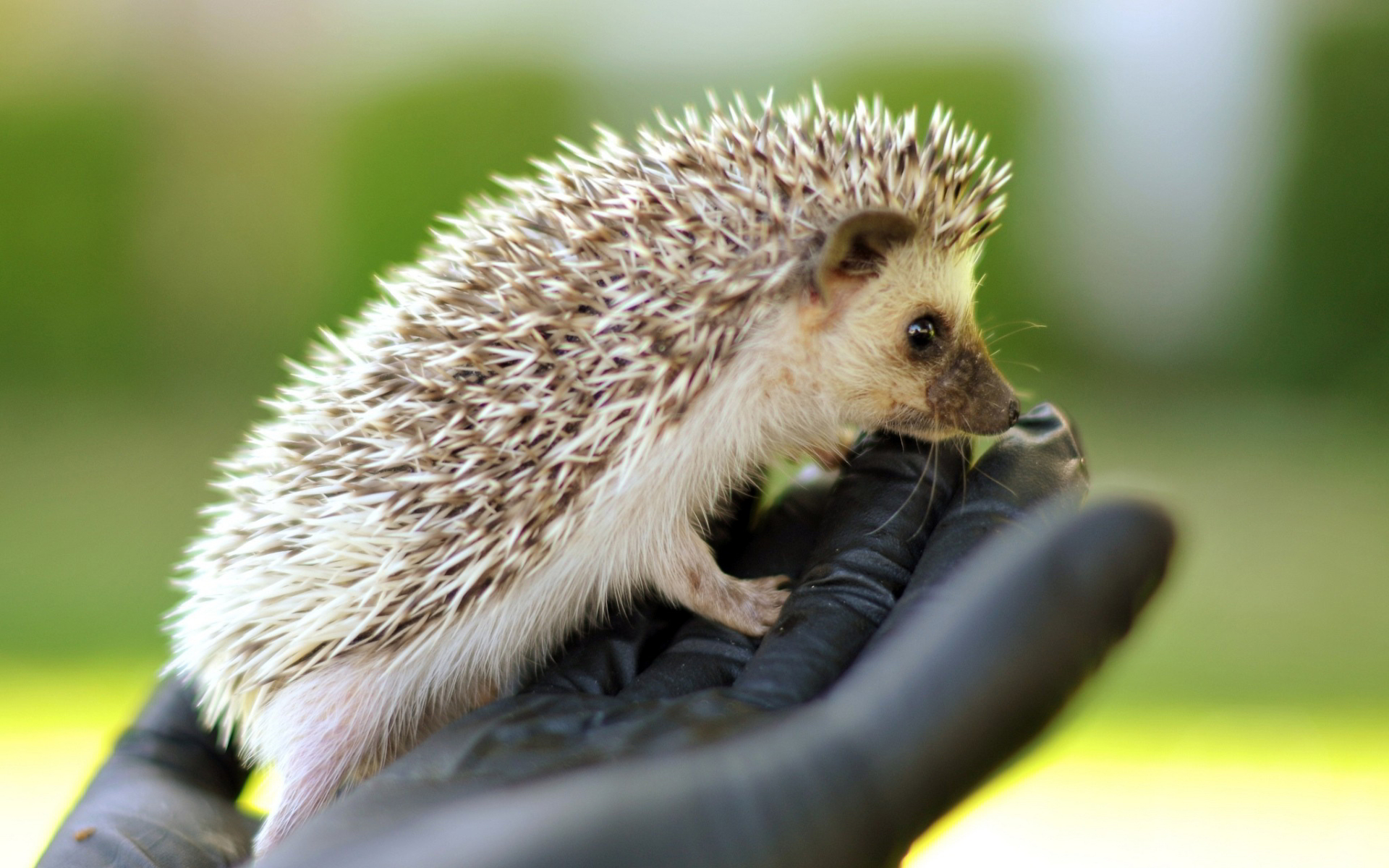 Size Of Baby Hedgehog- WallpaperUse
