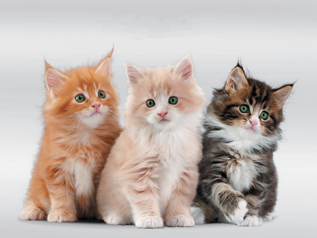 carta da parati fofinhos,gatto,gatti di piccola e media taglia,felidae ...
