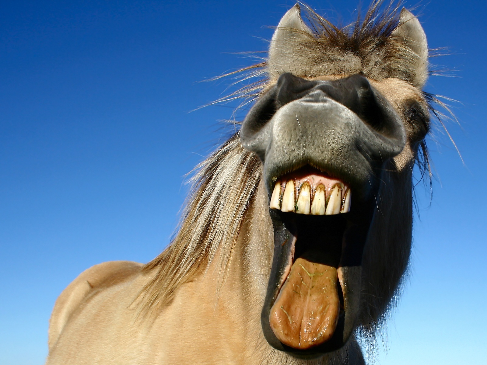Unique Horse Shouting Wallpaper - Horse Teeth Up Close- WallpaperUse