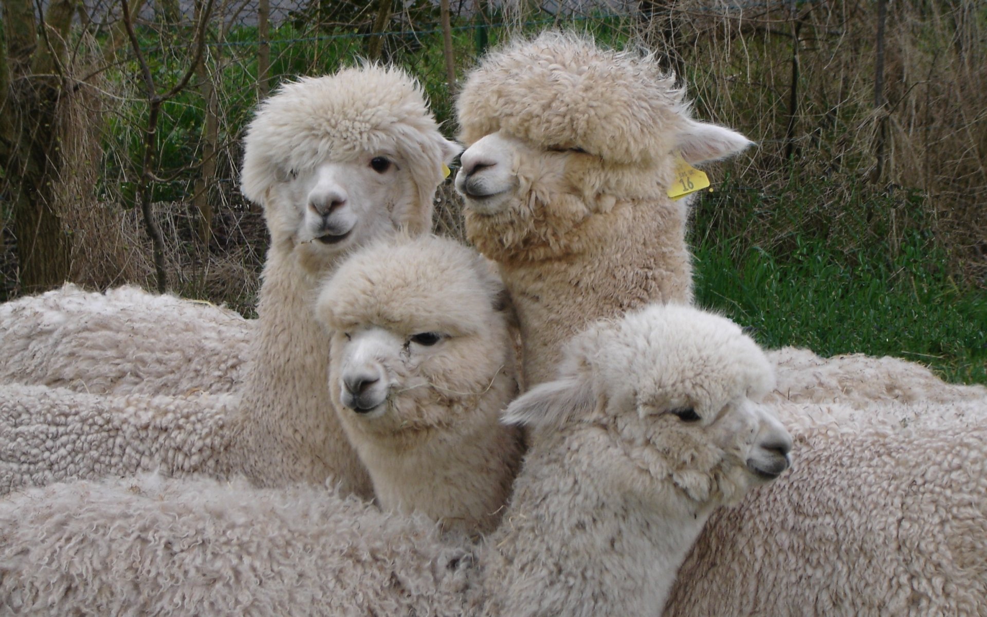 548379 Title Animal Alpaca Wallpaper - Funny Alpaca Backgrounds ...