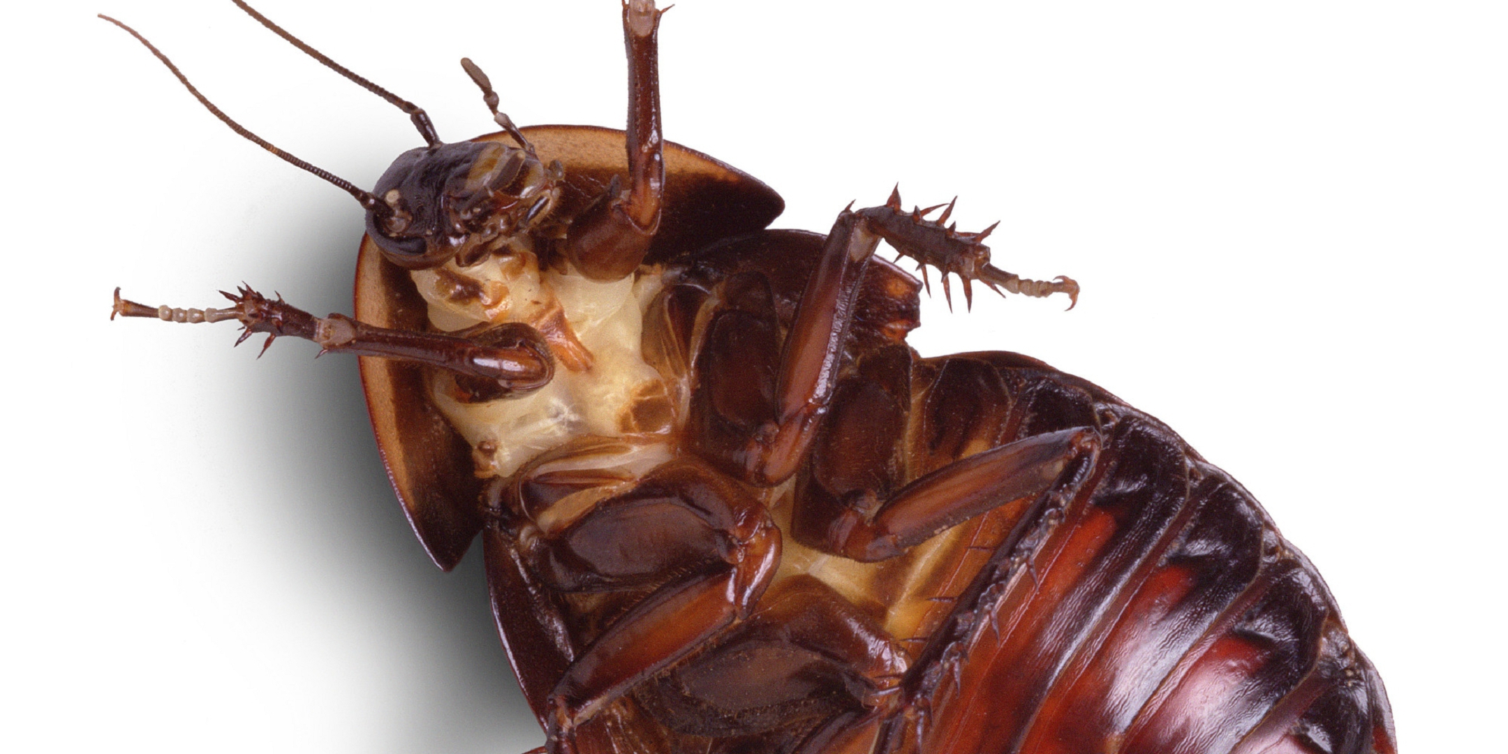 cockroach wallpaper,insect,cockroach,pest,invertebrate,earwigs (#282883 ...