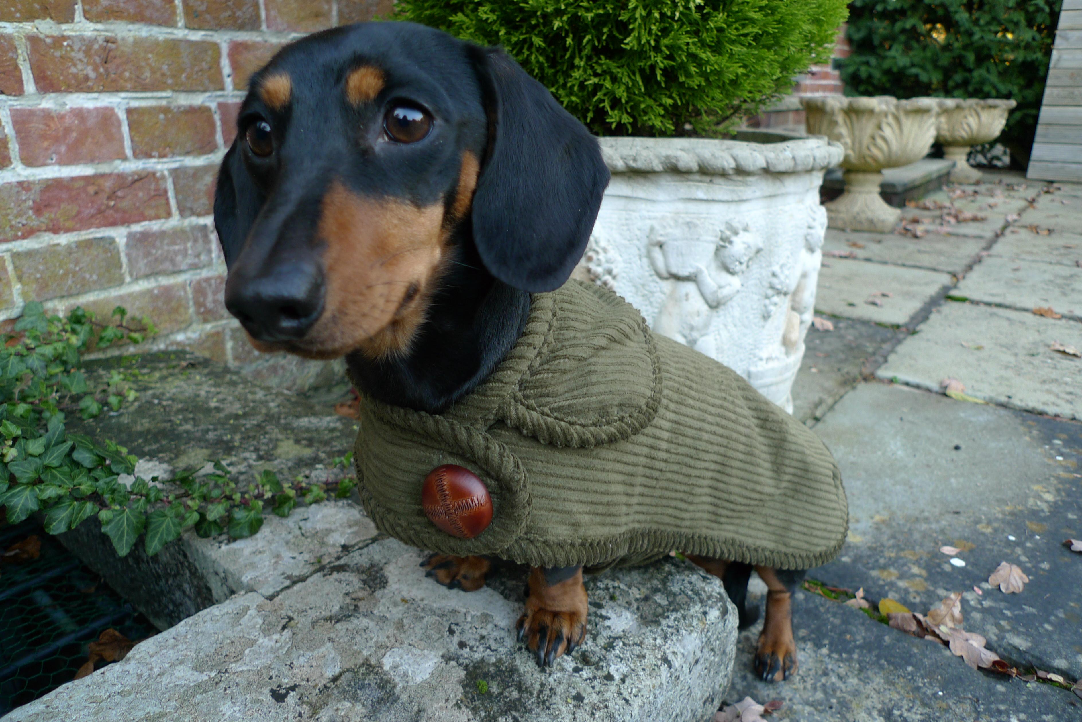 Sausage Dog Wallpaper- WallpaperUse