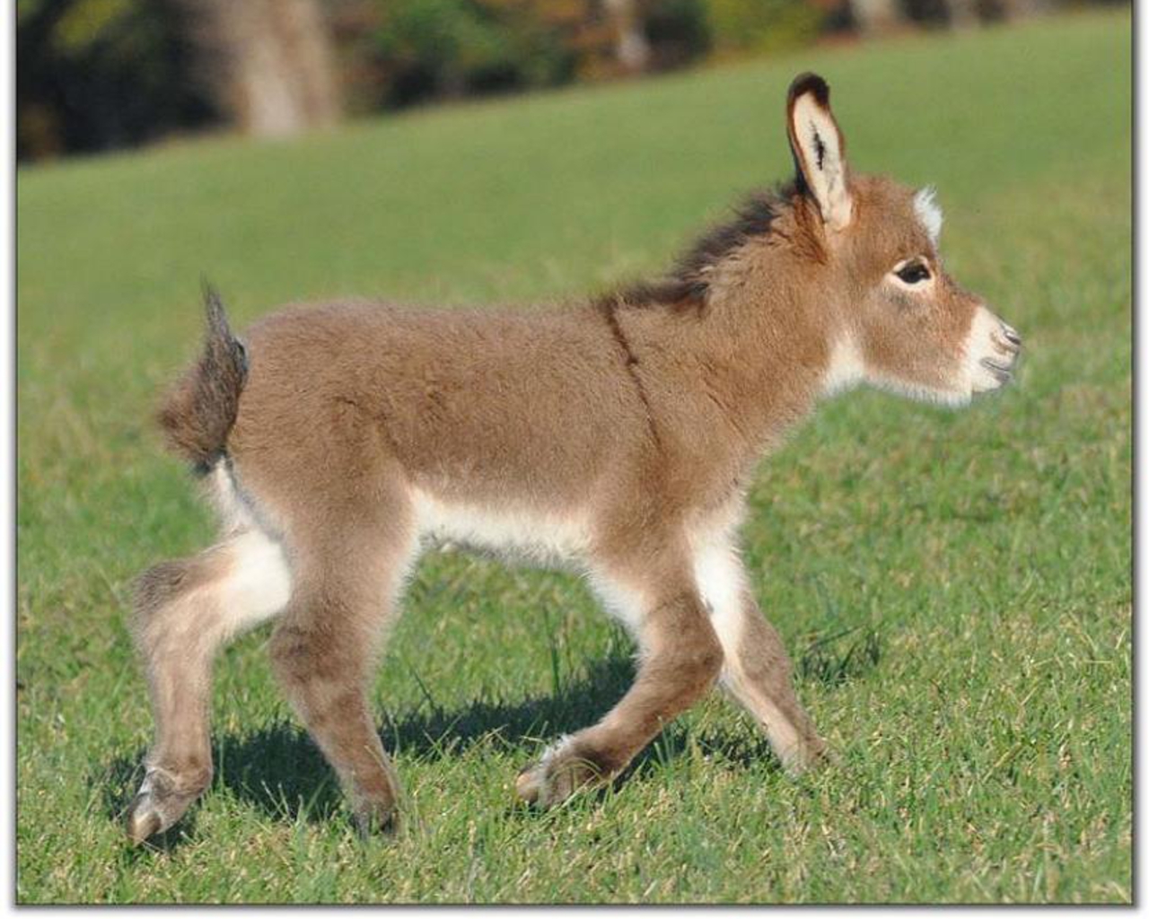 carta da parati per cani uk,asinello,natura,animale terrestre,puledro ...
