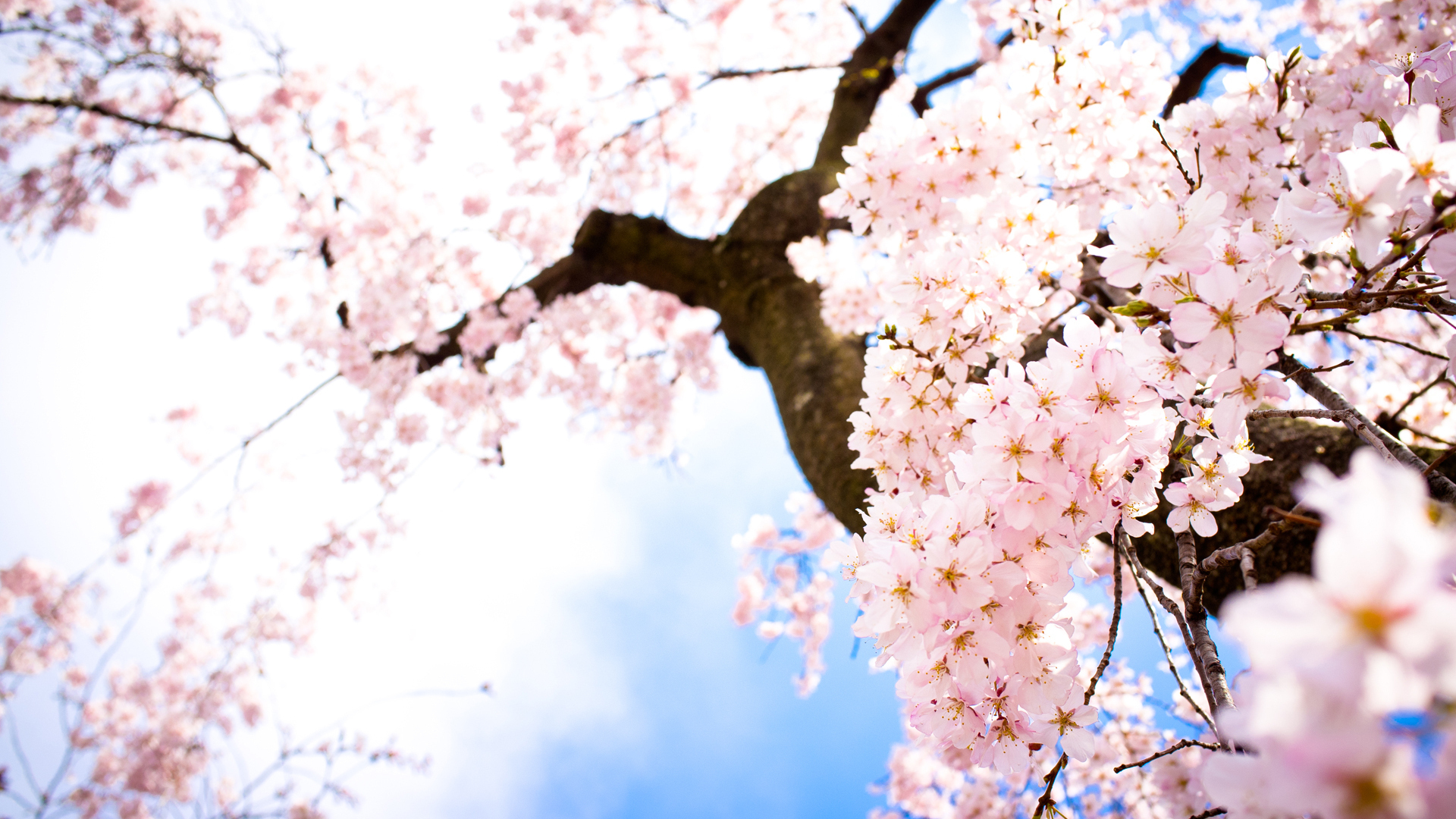 Pink Sakura Flowers Wallpaper Pc Wallpaper - Sakura Backgrounds ...