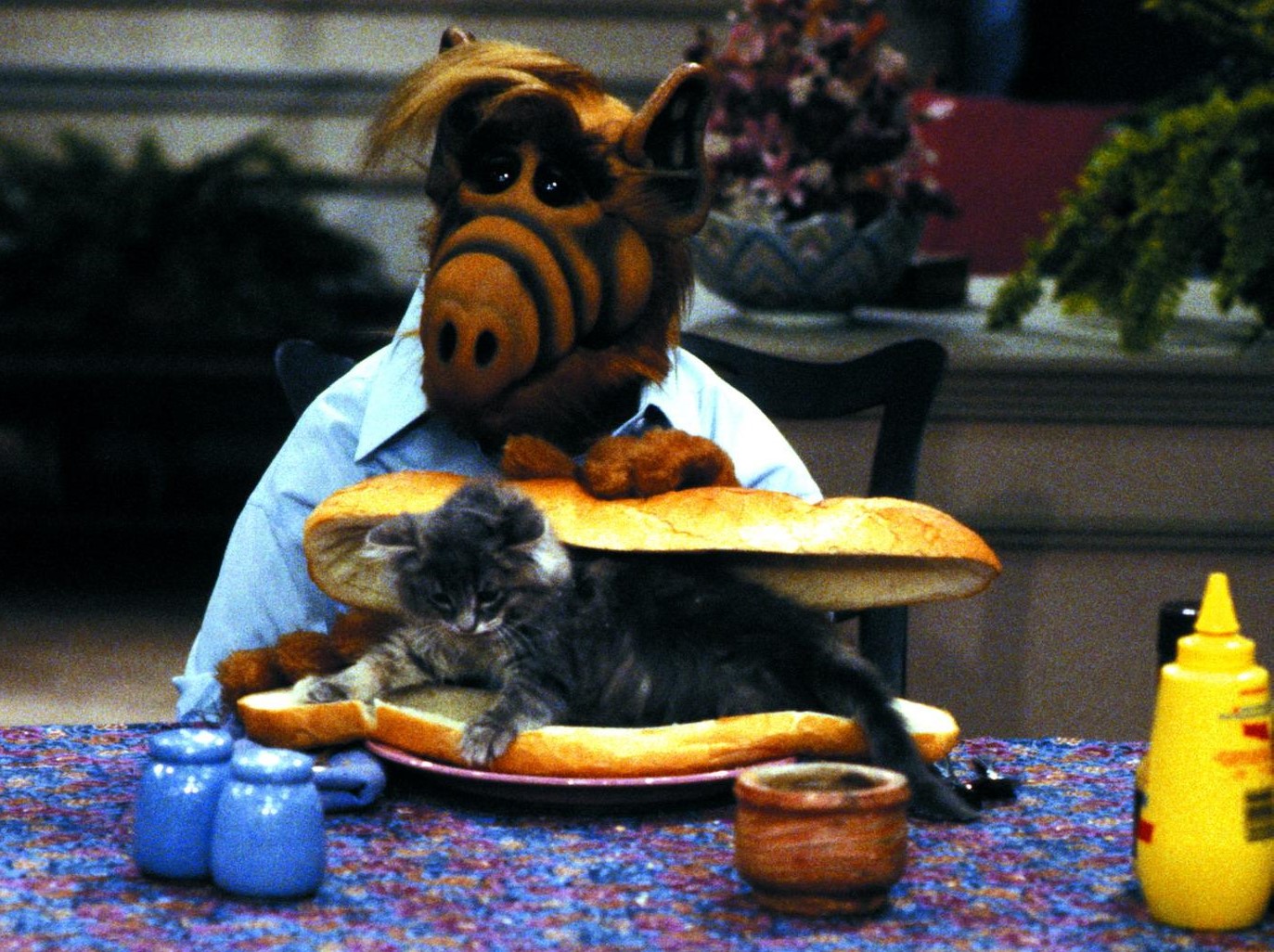 alf wallpaper,cane,cane da compagnia,cucciolo,cane da guardia,giocare ...