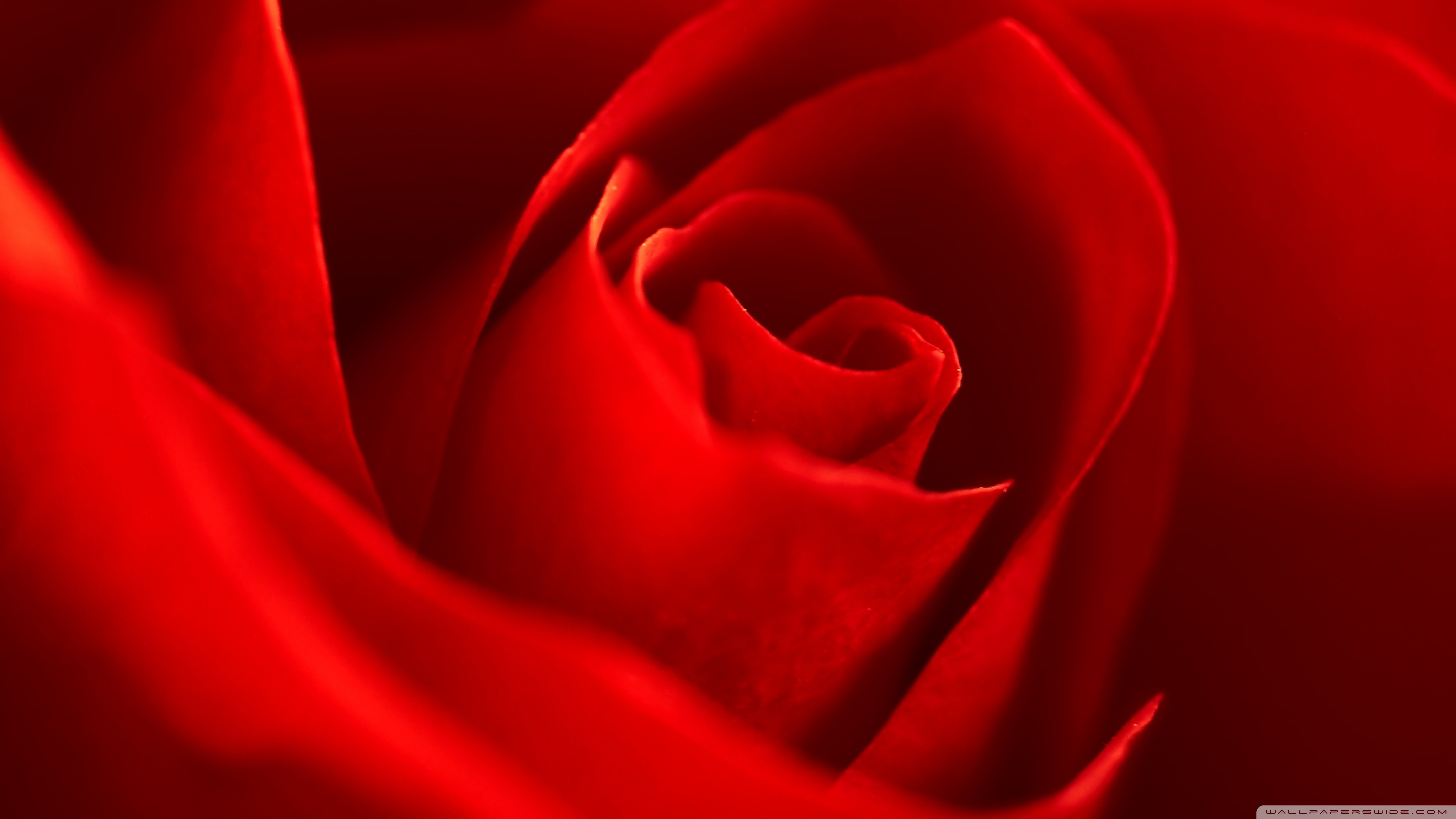 very beautiful wallpaper download,red,garden roses,petal,rose,close up ...