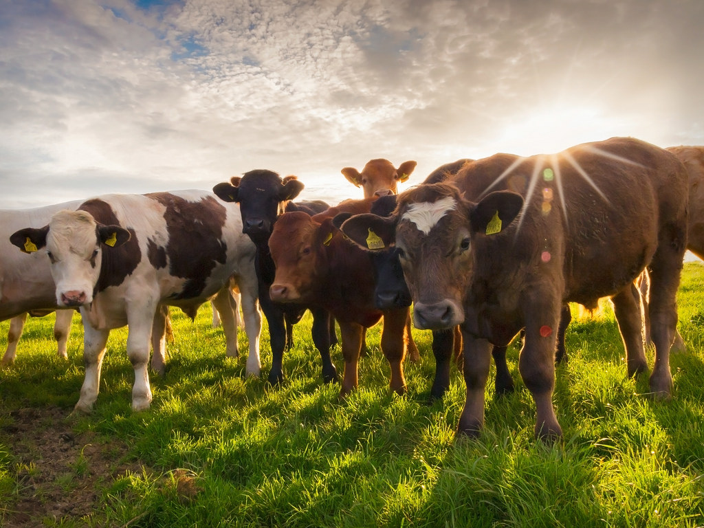 14259877459 3517642b63 B - Beef Cattle Production- WallpaperUse