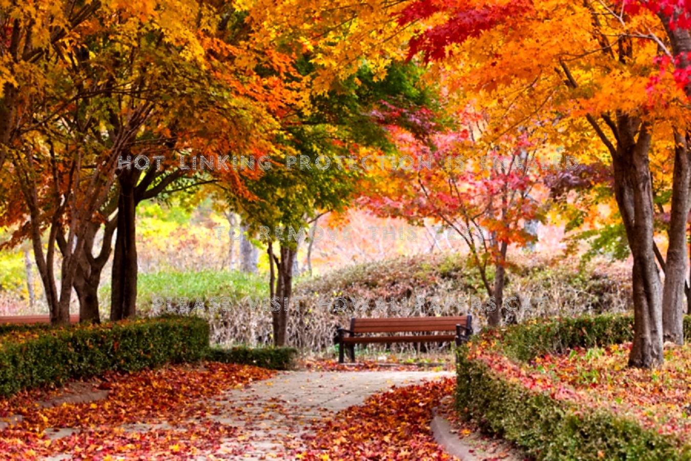 November Scenery Background- WallpaperUse