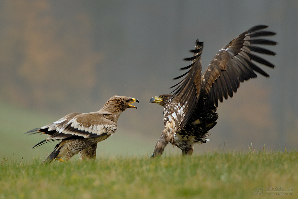 wallpaper elang bergerak,bird,vertebrate,bird of prey,golden eagle,beak ...