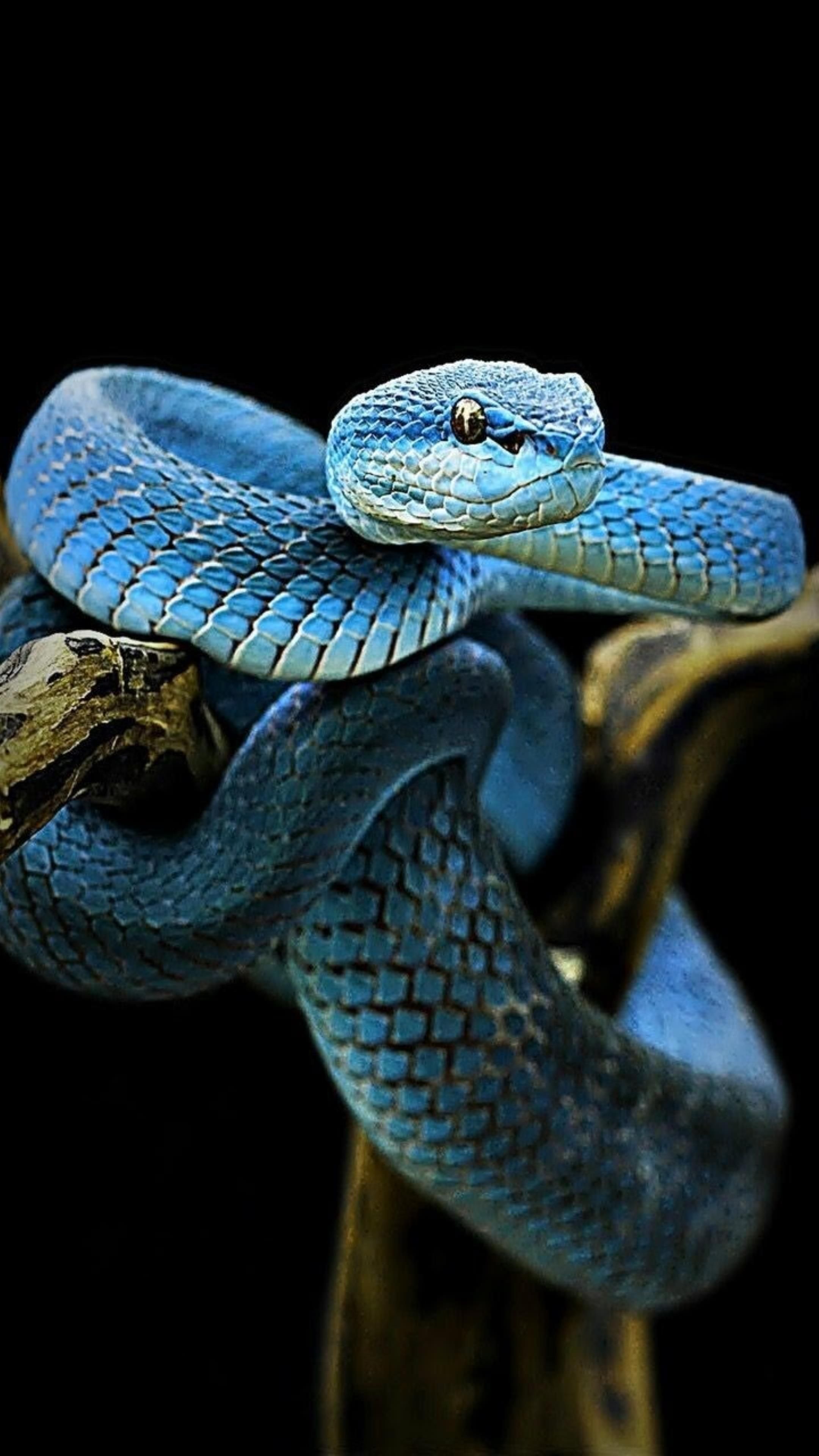 Blue Snake Wallpaper Hd- WallpaperUse