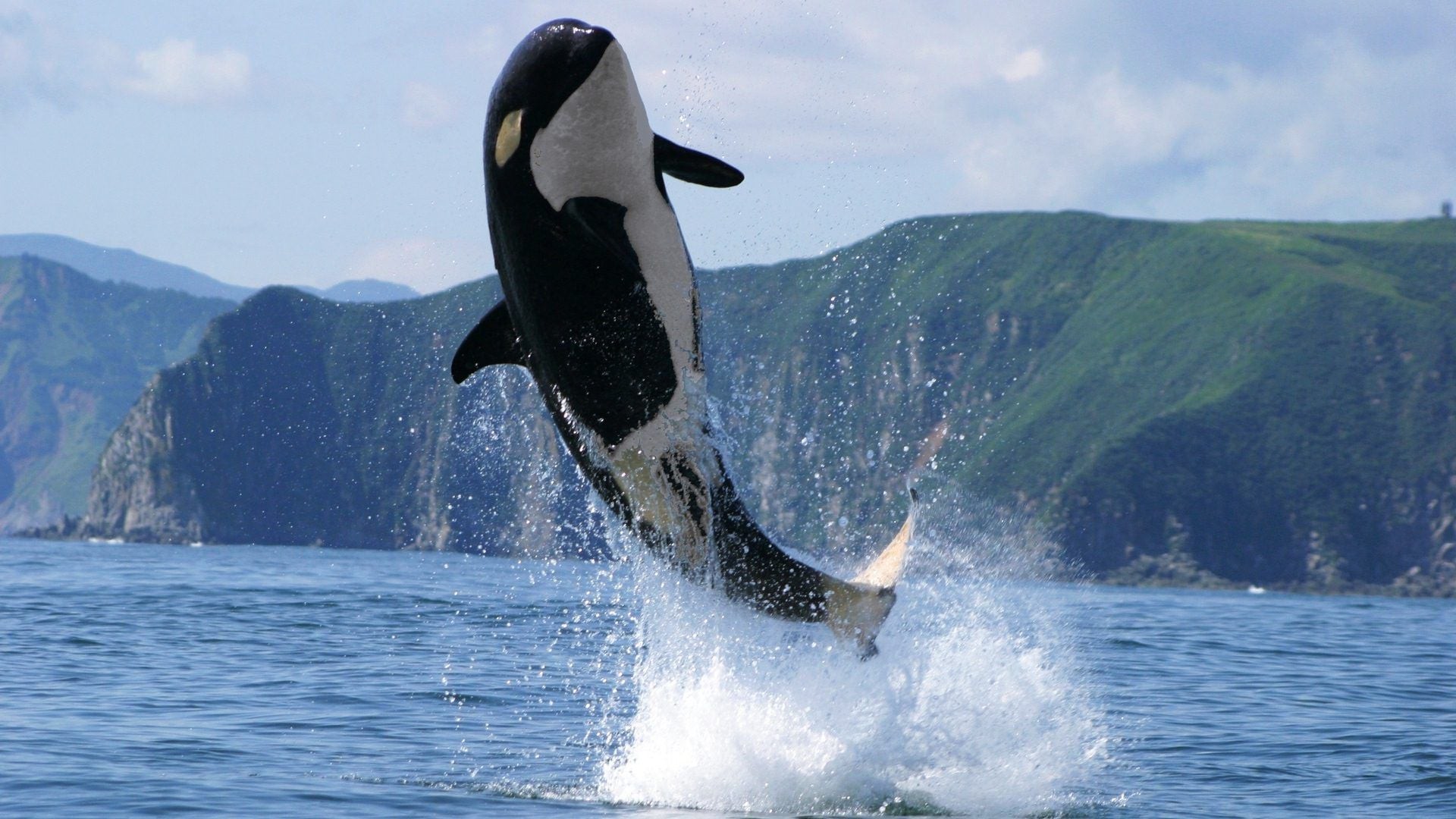 fondo de pantalla de orca,orca,mamífero marino,saltando,biología marina ...