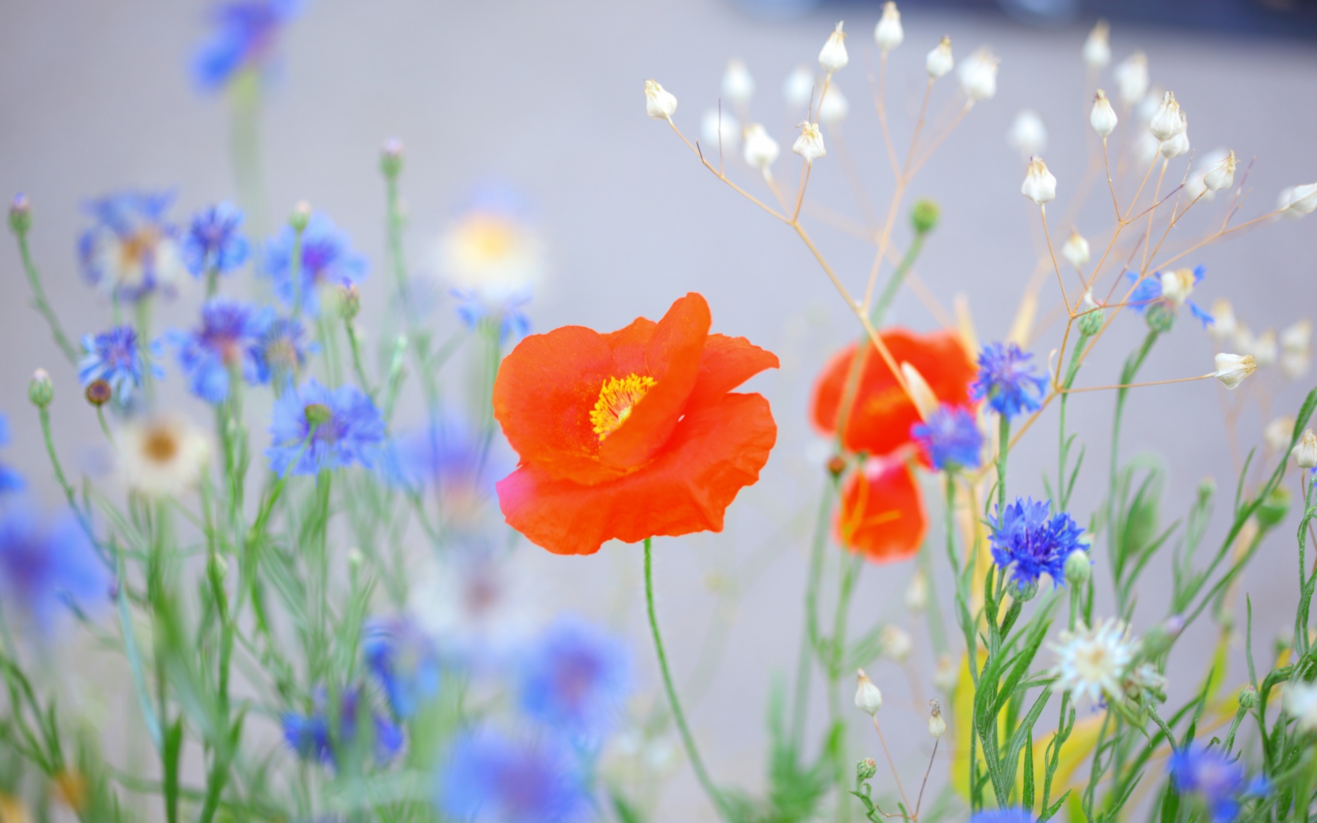lovely wallpaper,flower,blue,wildflower,plant,meadow (#34061 ...