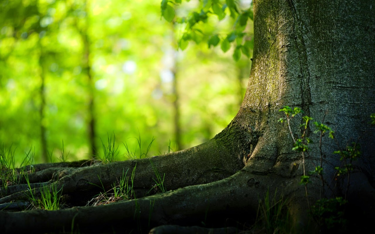 wallpaper hd 1080p free download,green,nature,tree,vegetation,natural ...