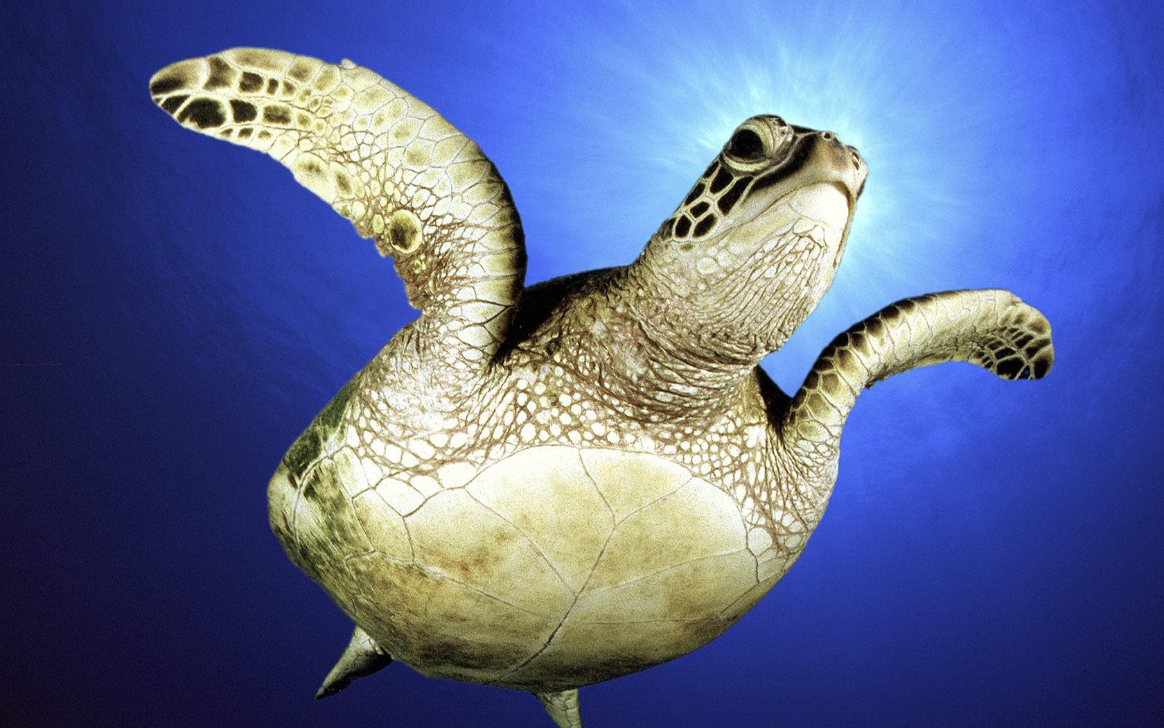 Sea Life - Turtle From Different Angles- WallpaperUse