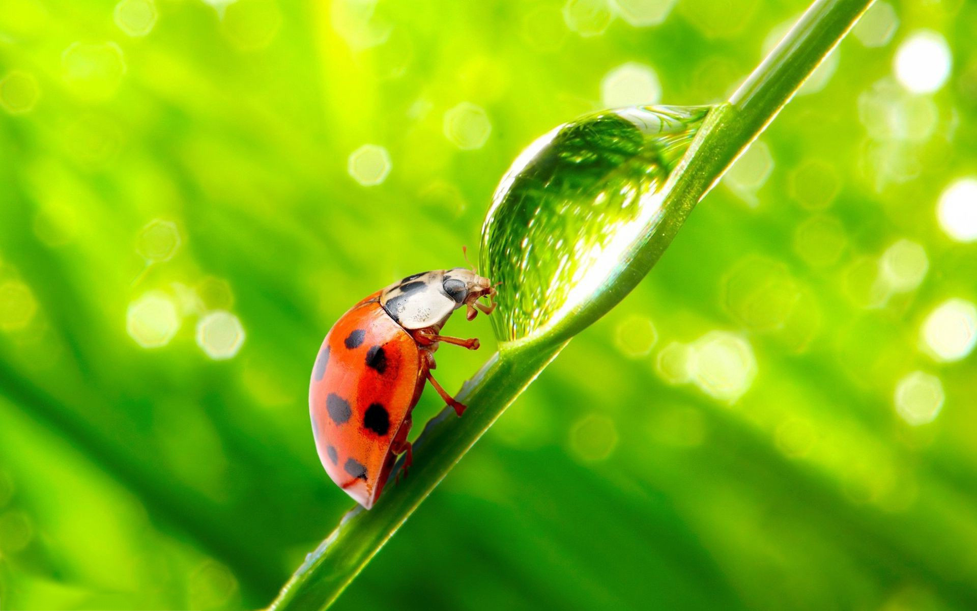 wallpaper bugs,ladybug,macro photography,water,insect,green (#307383 ...