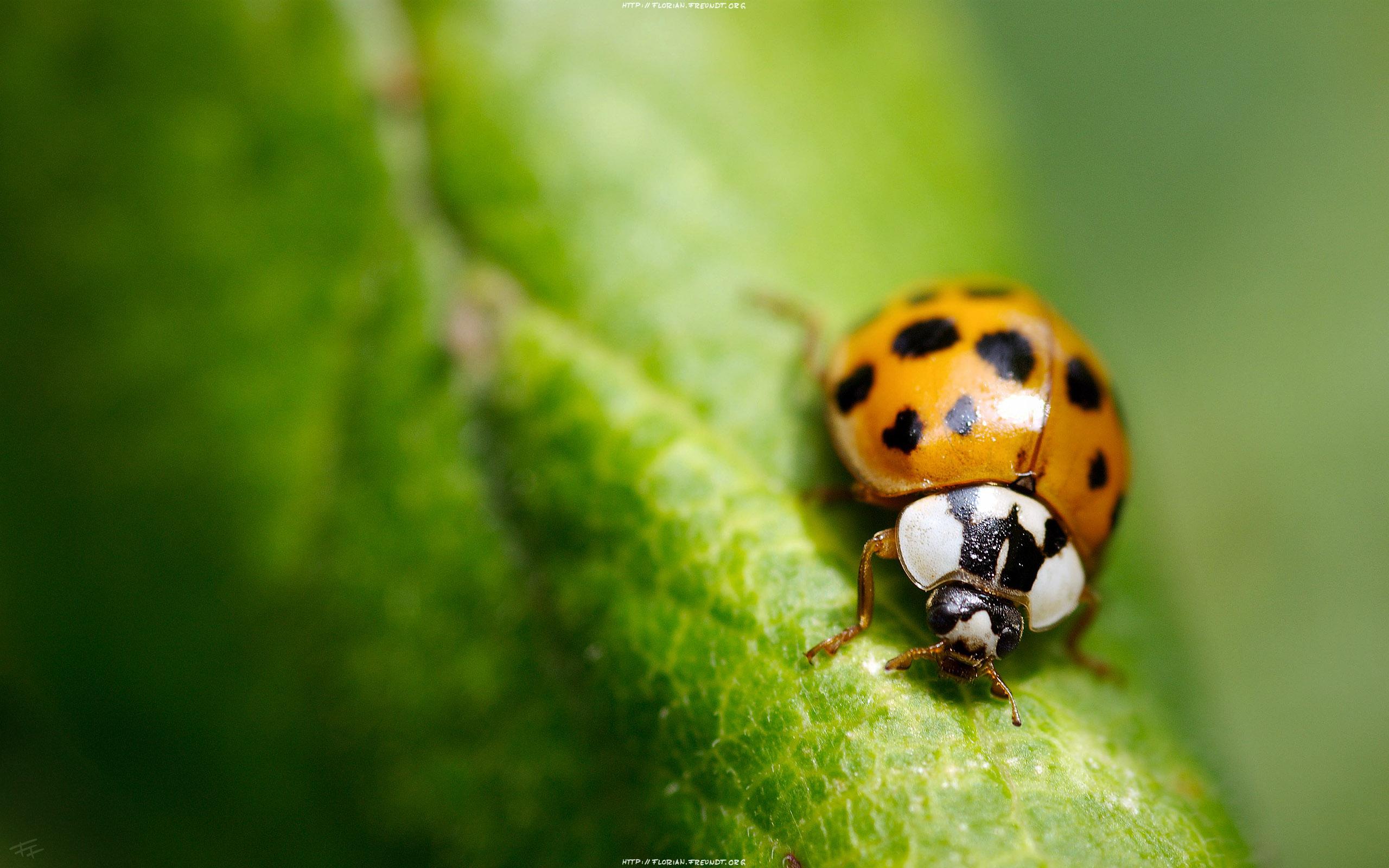 wallpaper bugs,ladybug,insect,macro photography,beetle,green (#307424 ...