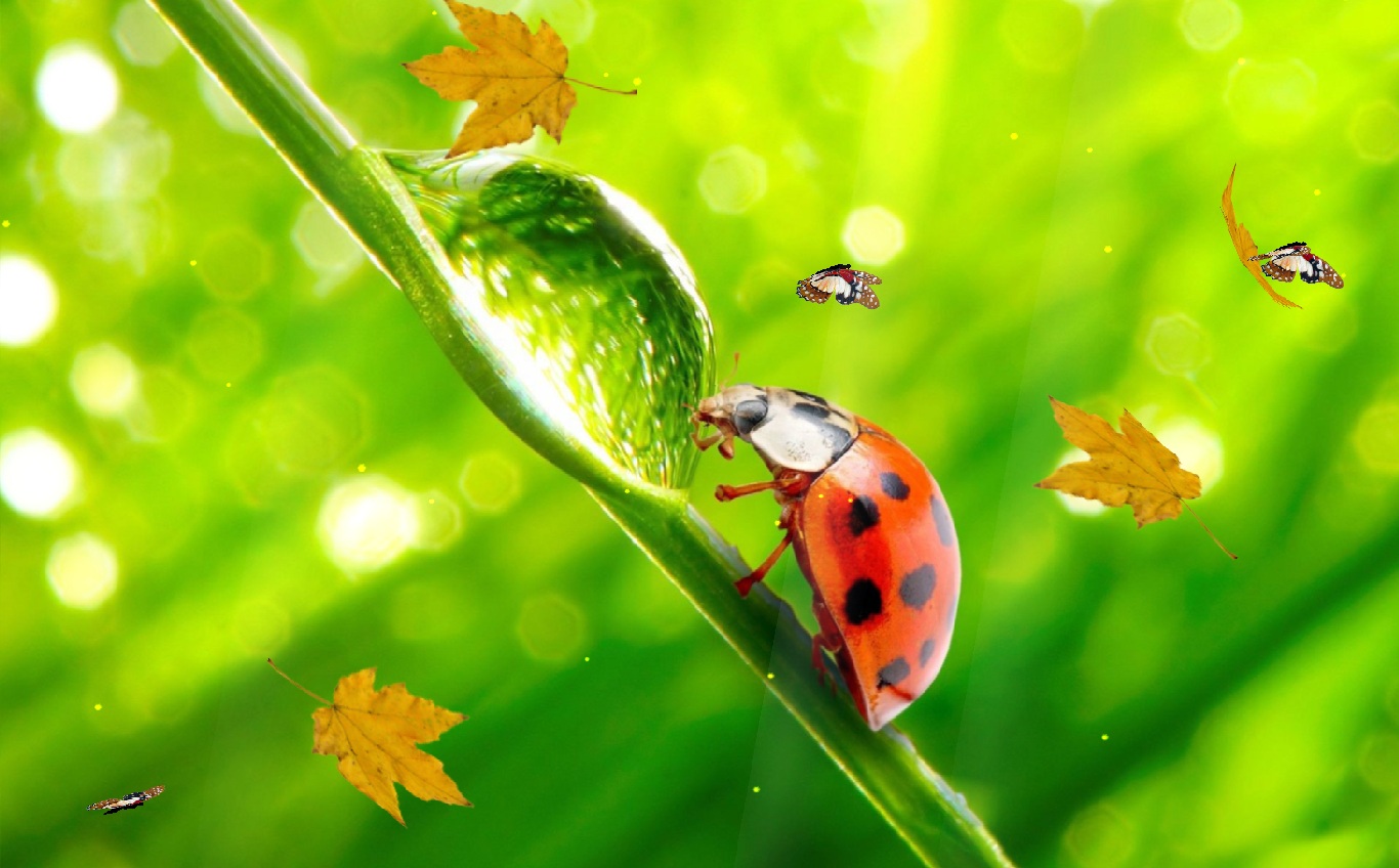 wallpaper bugs,insect,green,nature,ladybug,macro photography (#307452 ...