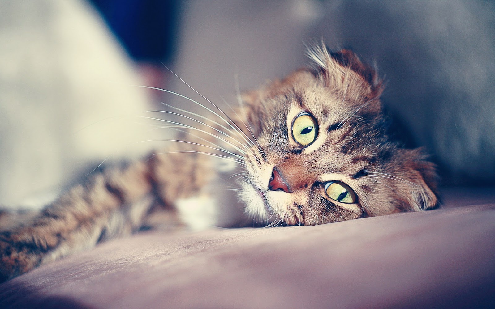Sad Cat Face - Promise To My Cat- WallpaperUse