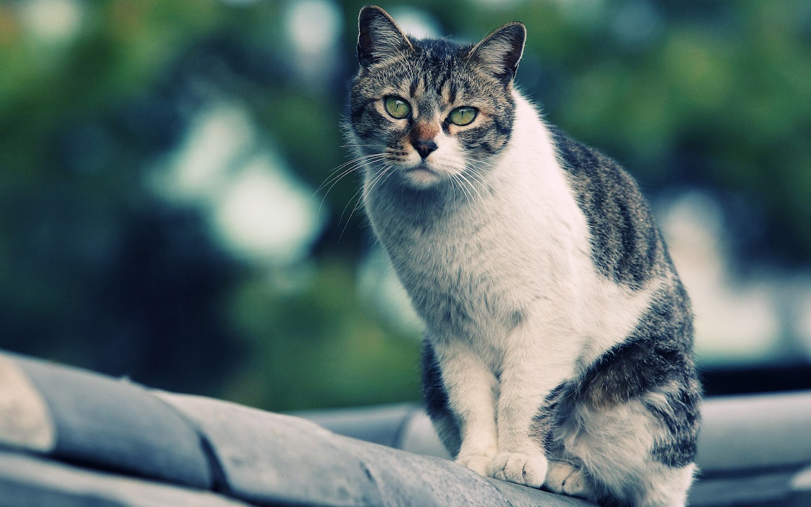 Łaciaty Kot- WallpaperUse