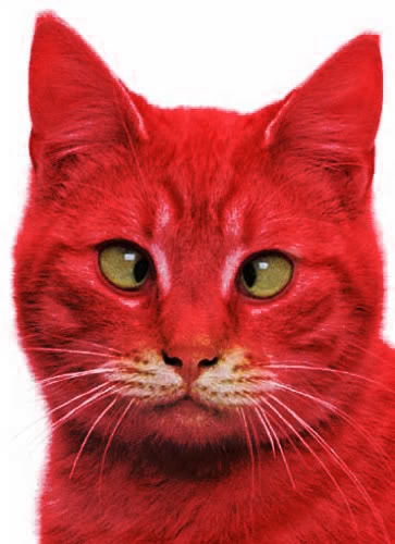 fondo de pantalla de gato rojo,gato,gatos pequeños a medianos,rojo ...