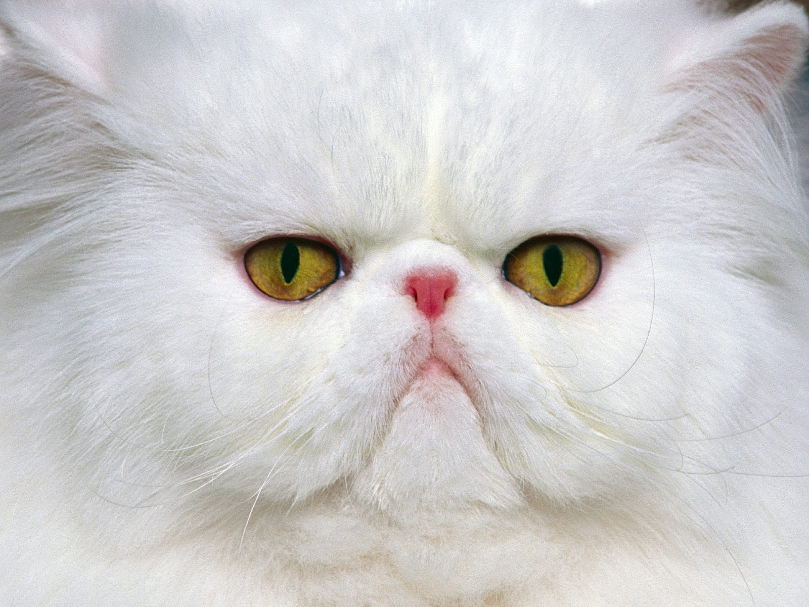 Persian Cat Wallpapers - White Persian Cat Face- WallpaperUse