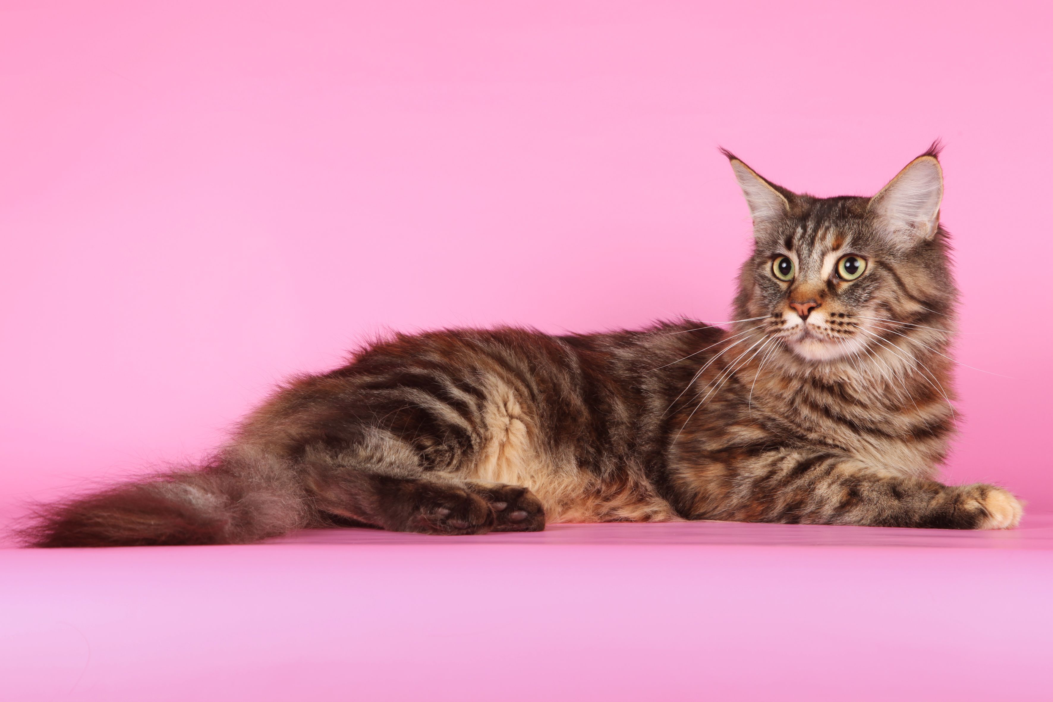 Maine Coon Cat On A Pink Background Posing - Maine Coon Cat- WallpaperUse
